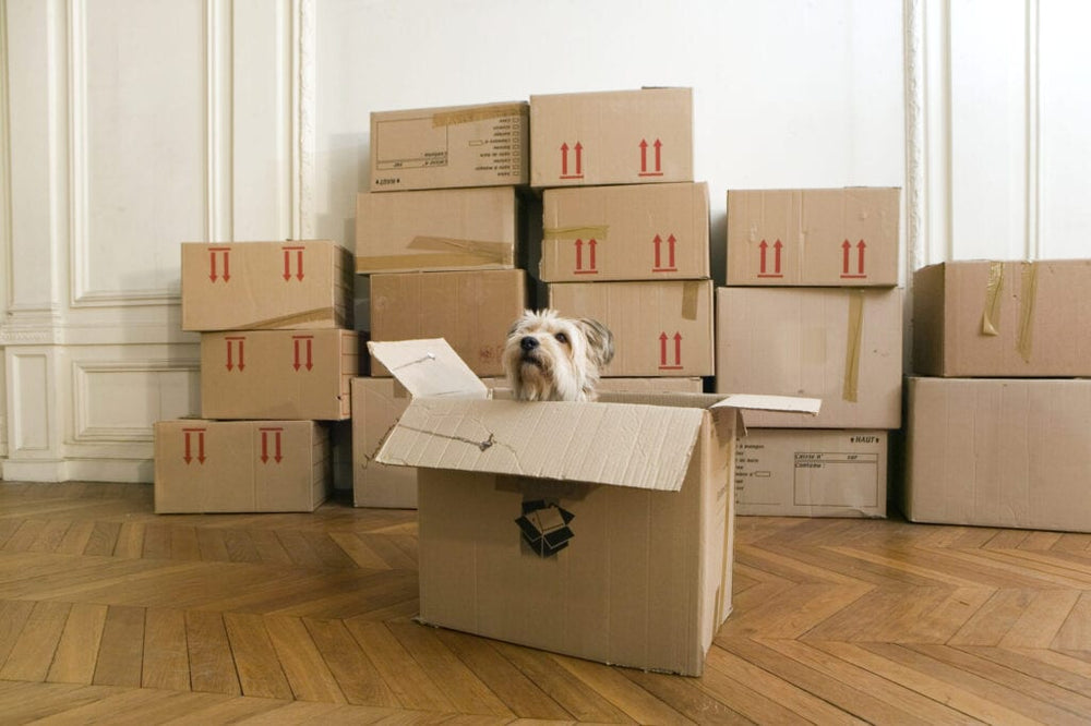 Cardboard Box Weight Limits Guide: Safe Packing Tips – Packing Solution